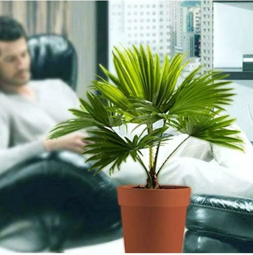 Table Palm Live Plant Chinese Palm Live Plant