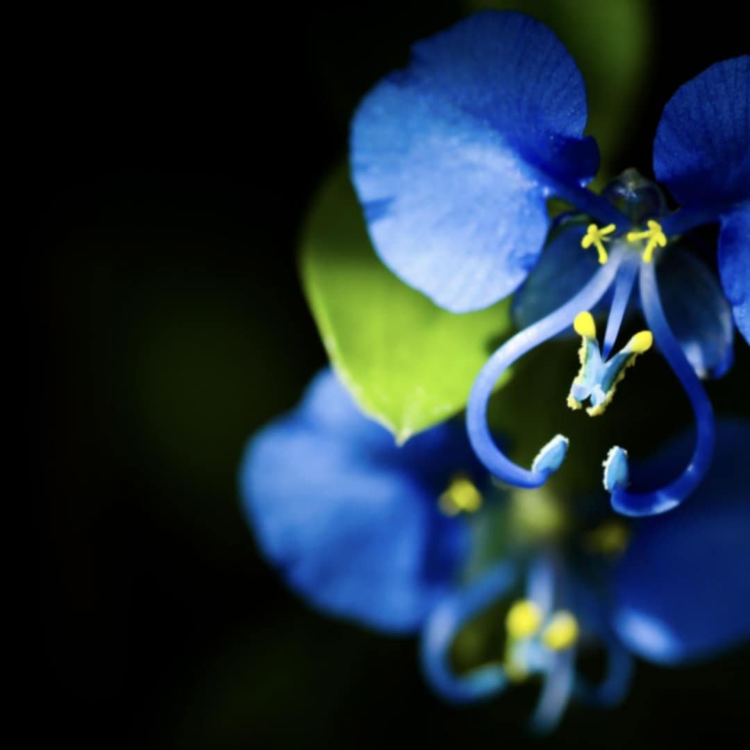 Botanicstore - Your One Stop Shop for all Garden Needs!