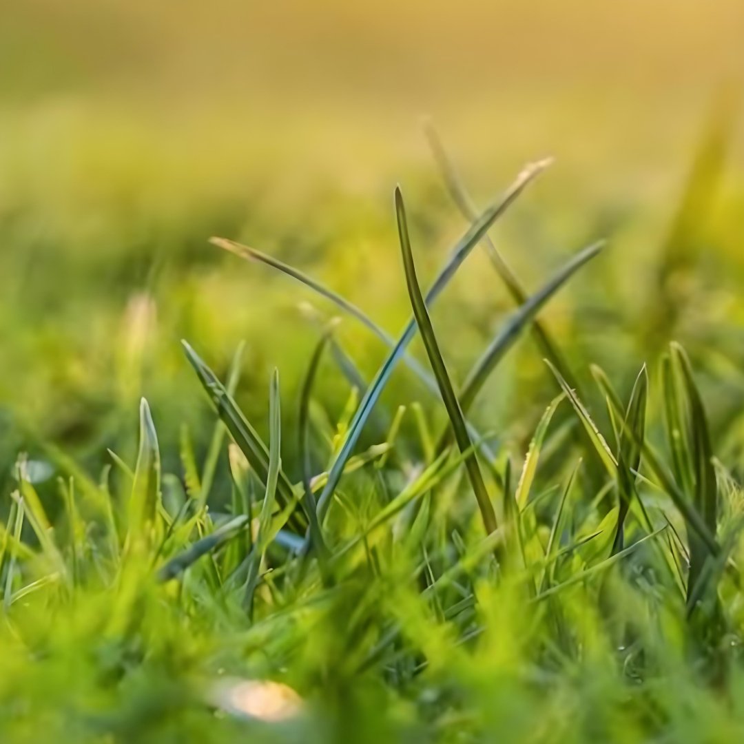 Grass