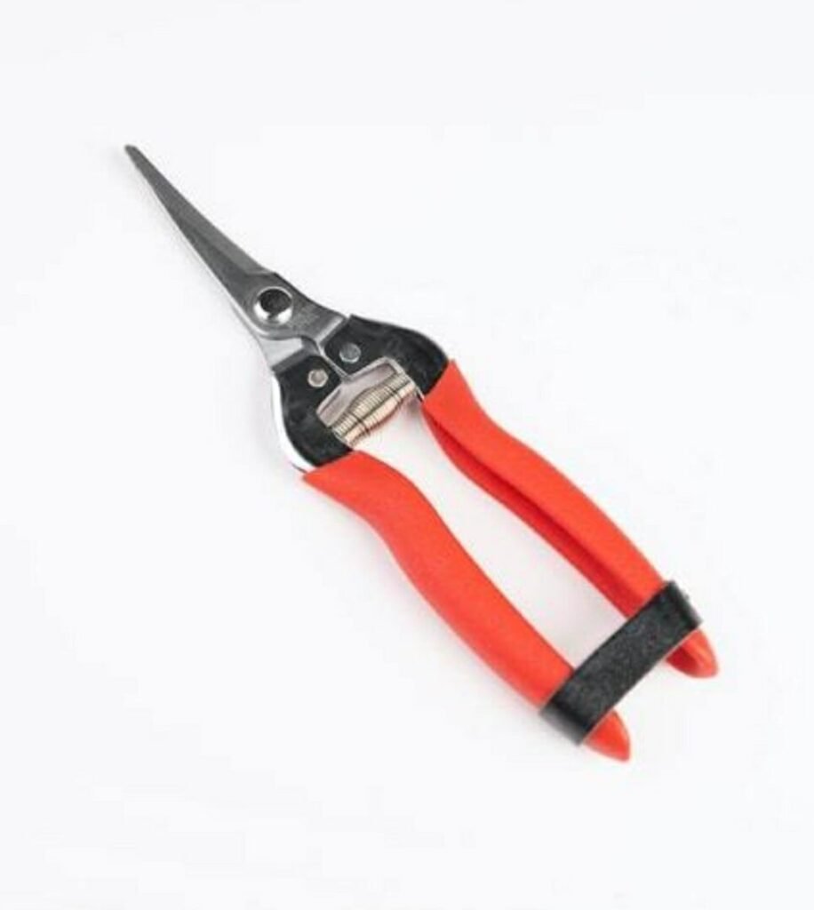 Stainless Curved Fruit Snips(01piece)