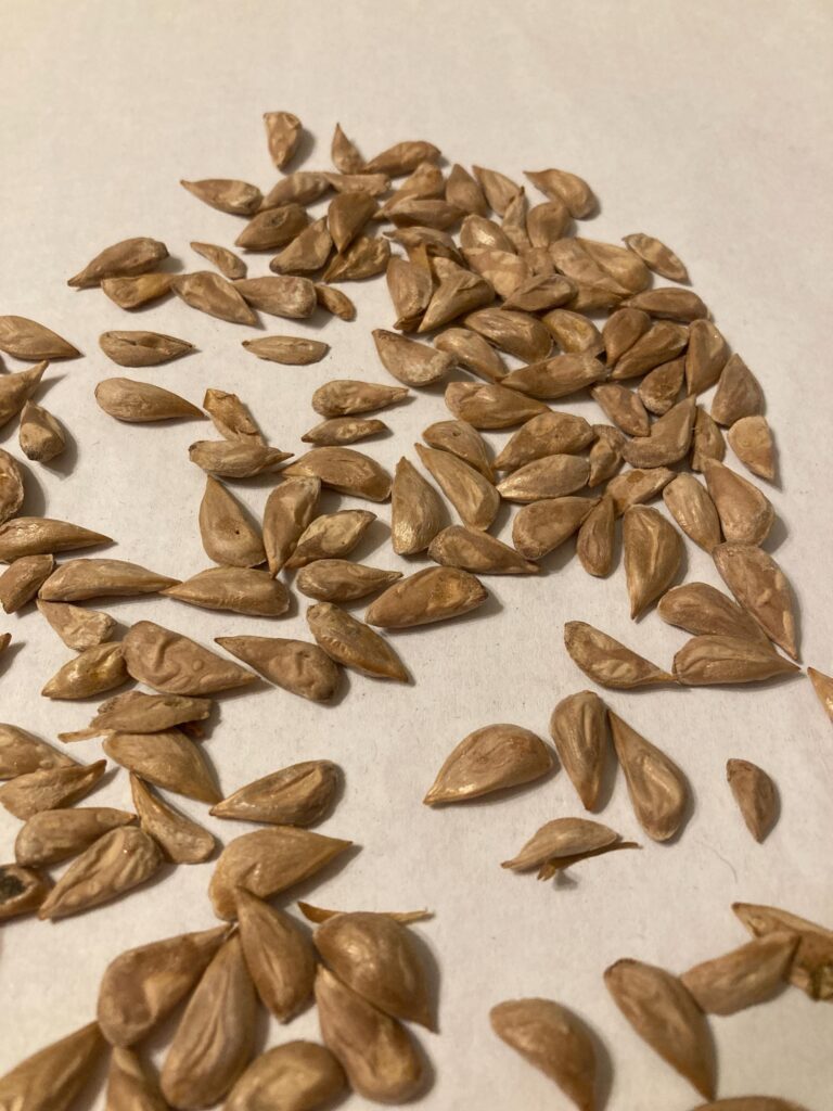 Cedrus Deodara Seeds, Himalayan Cedar - 100 Seeds Pack